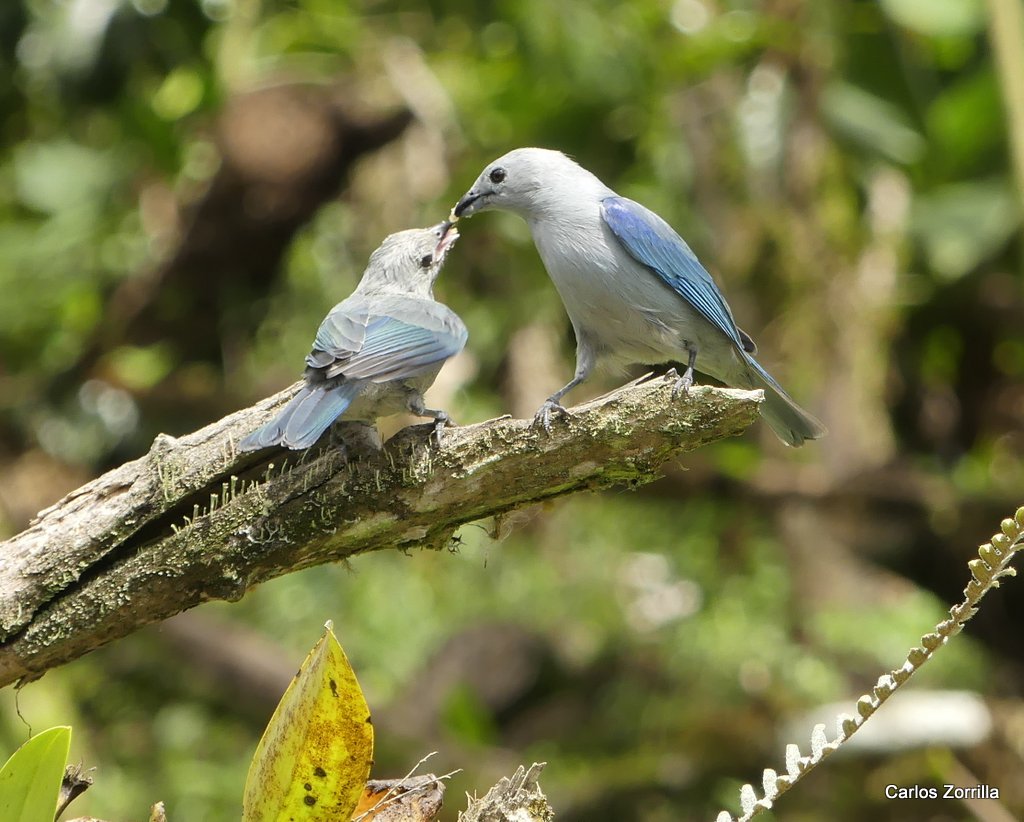 Activities: hiking, lecures, bird watching, searching for orchids, moth ...